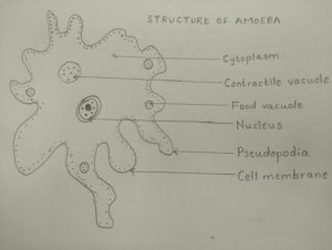 Amoeba structure - Ygraph