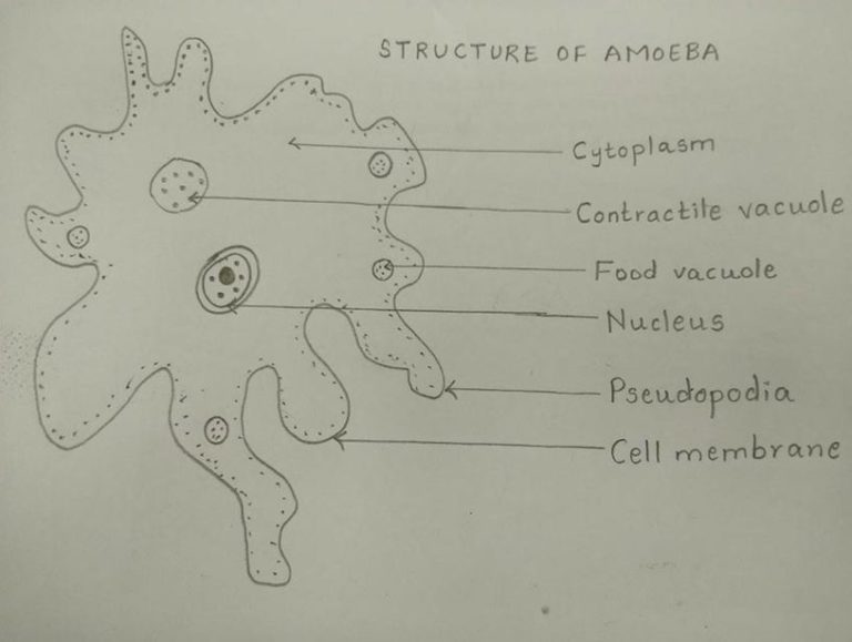 Amoeba structure - Ygraph