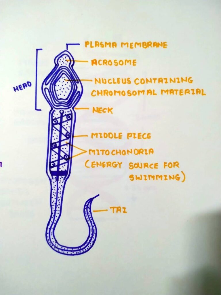 Sperm Diagram with Labels - Ygraph