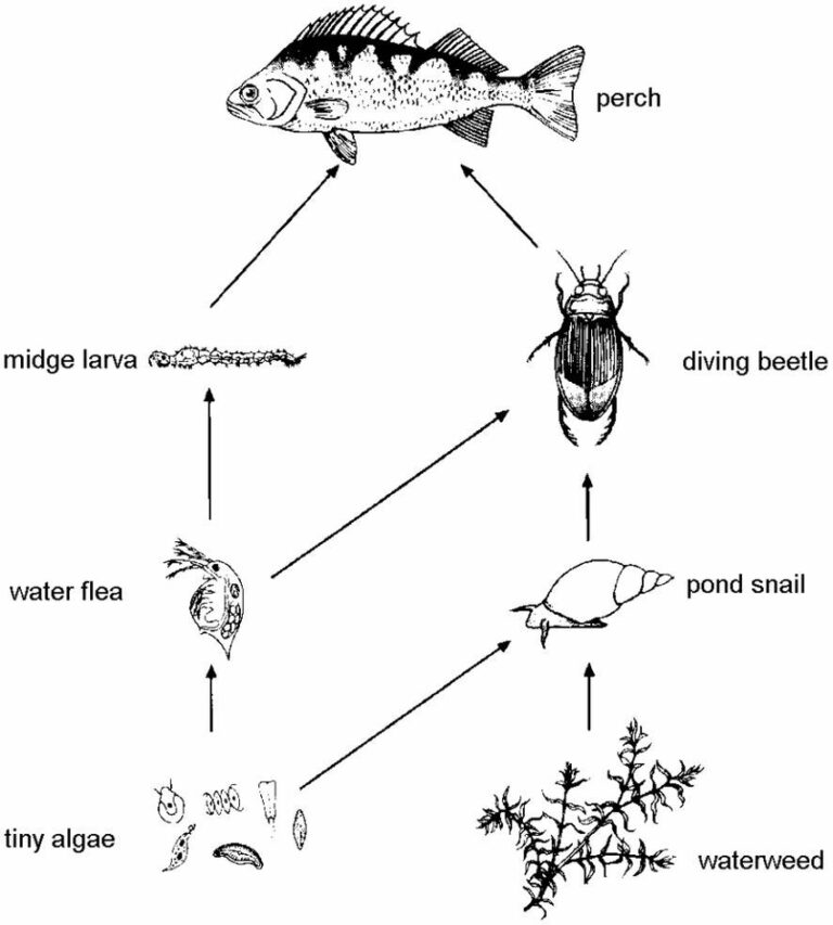Biology Diagrams Described - Ygraph