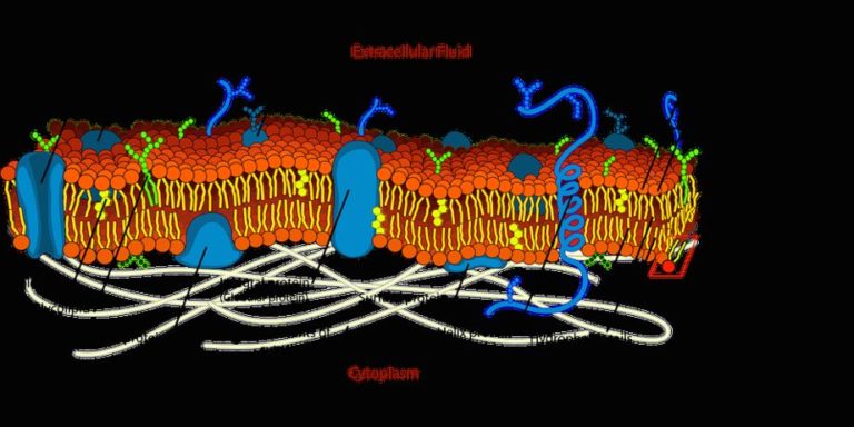 Biology cell diagram free vector graphic on pixabay0 - Ygraph