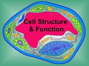 Biology cell structure function - Ygraph