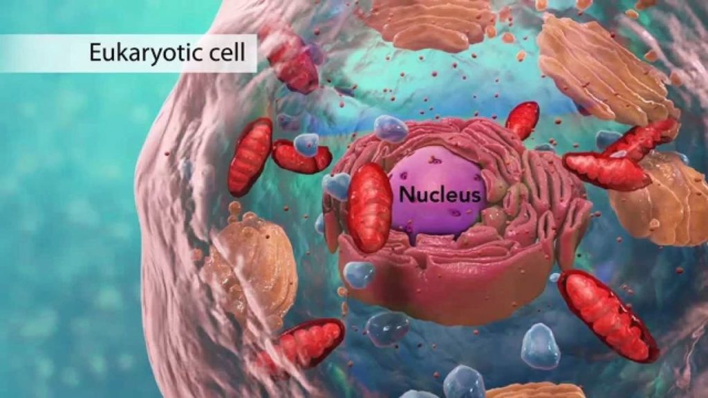Biology cell structure youtube - Ygraph