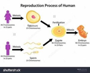 Human Reproduction Diagram - Ygraph