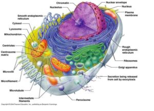 Cell Structure - Ygraph