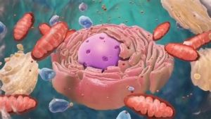 Cell biology cell structure and functions - Ygraph