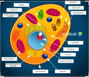 Cell structure and function - Ygraph