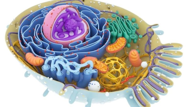 Cell structure image - Ygraph