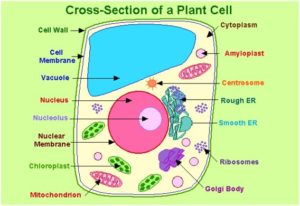 Cross section of a plant cell - Ygraph