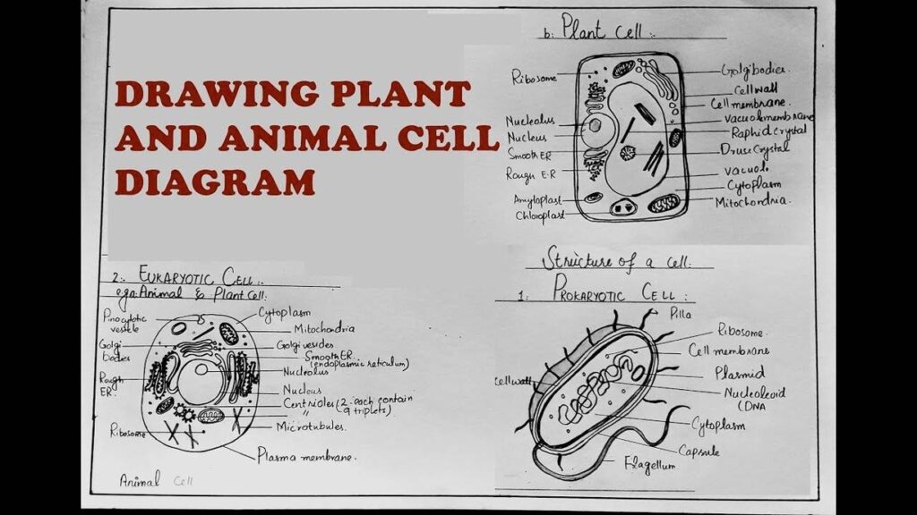 Drawings That Represent The 3 Parts Of Cell Theory - Ygraph