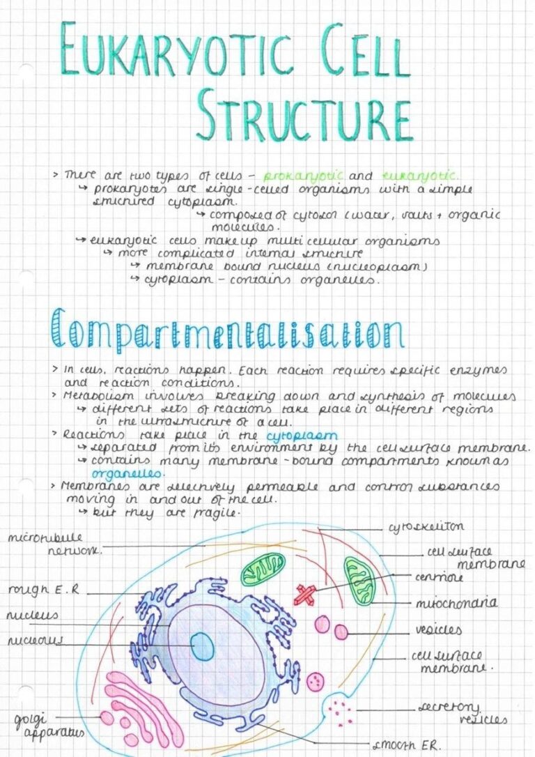 Eukaryotic Cell Structure - Ygraph