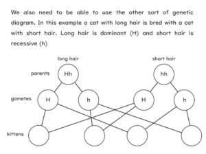 Genetic Diagrams - Ygraph