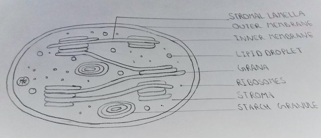 How to draw diagrams in biology - Ygraph