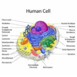 Human Cell with Detailed Labels - Ygraph