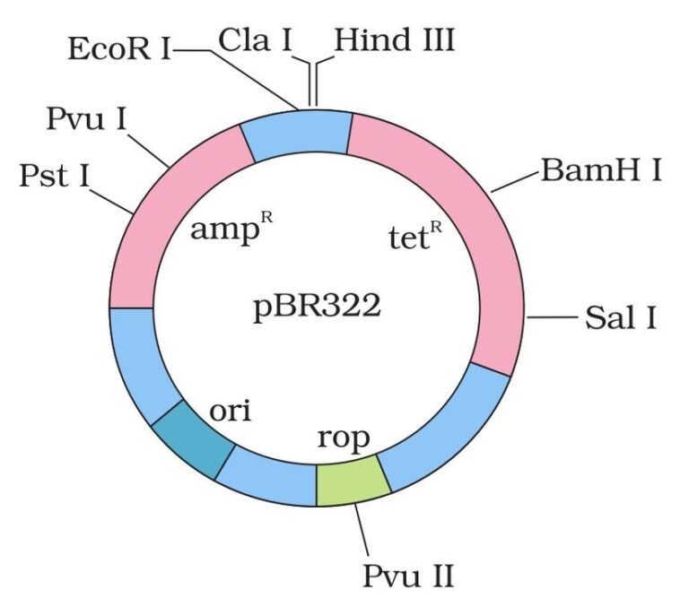Important Biology Diagrams - Ygraph