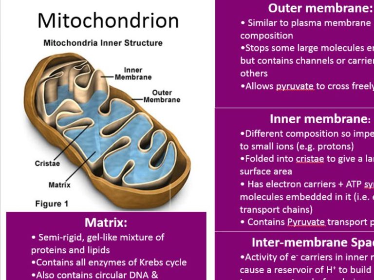 Miitochondrion diagram - Ygraph