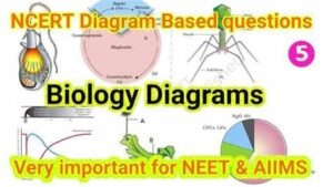 Ncert Biology Diagram Based Questions - Ygraph