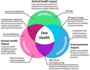 One health approach - Ygraph