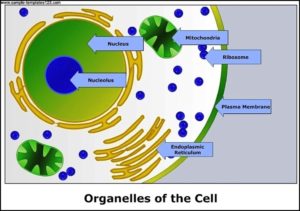 Organelles of a cell - Ygraph