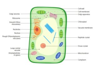 Parts of animal cell - Ygraph