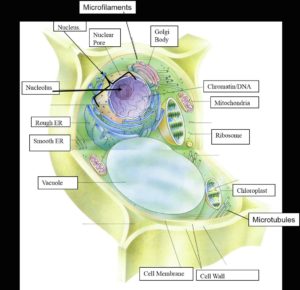 Plant and animal cell structure - Ygraph