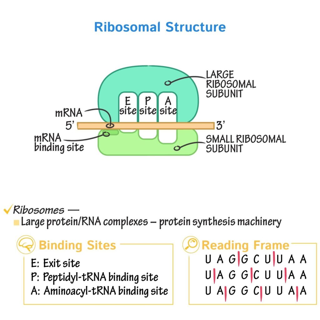 Protein Synthesis - Ygraph