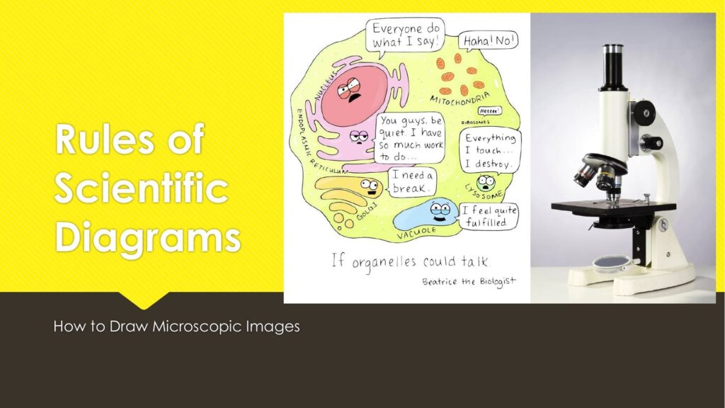 Scientific Diagrams Representation - Ygraph