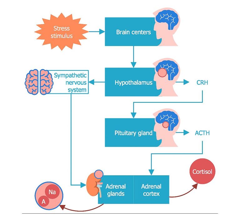 Stress and nervous system explained - Ygraph