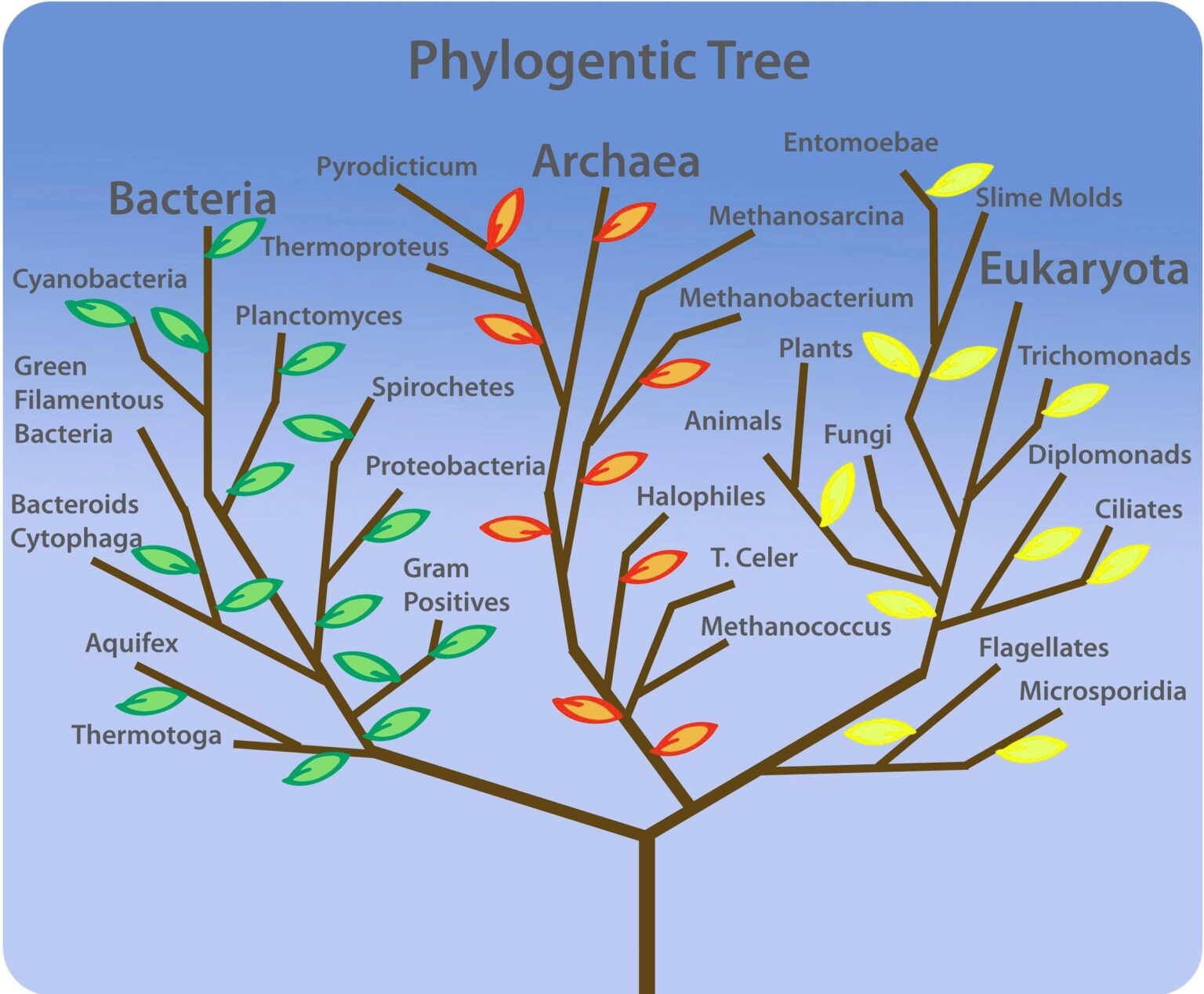 Three Domains Of Organisms - Ygraph